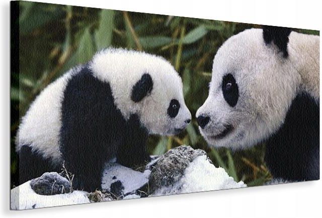 Pyramid International Miś Panda Pandy Obraz Na Płótnie 50X100 Cm ...