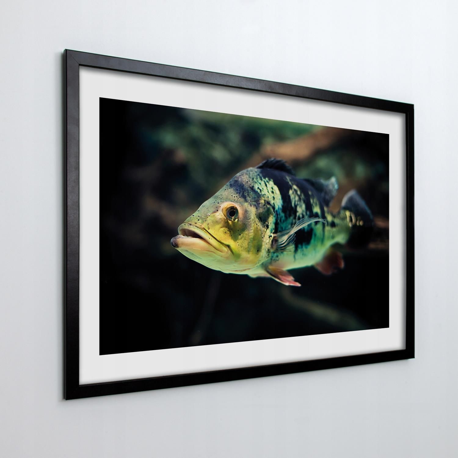 Foto Obraz W Ramie Na Ścianę Ryba Akwarium 100X70 - Opinie i atrakcyjne ...