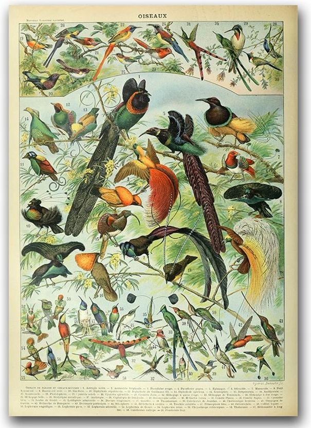 Plakat Vintage Adolphe Millot Oiseaux Bird A2 9c404070-d6ec-4c14-842a ...