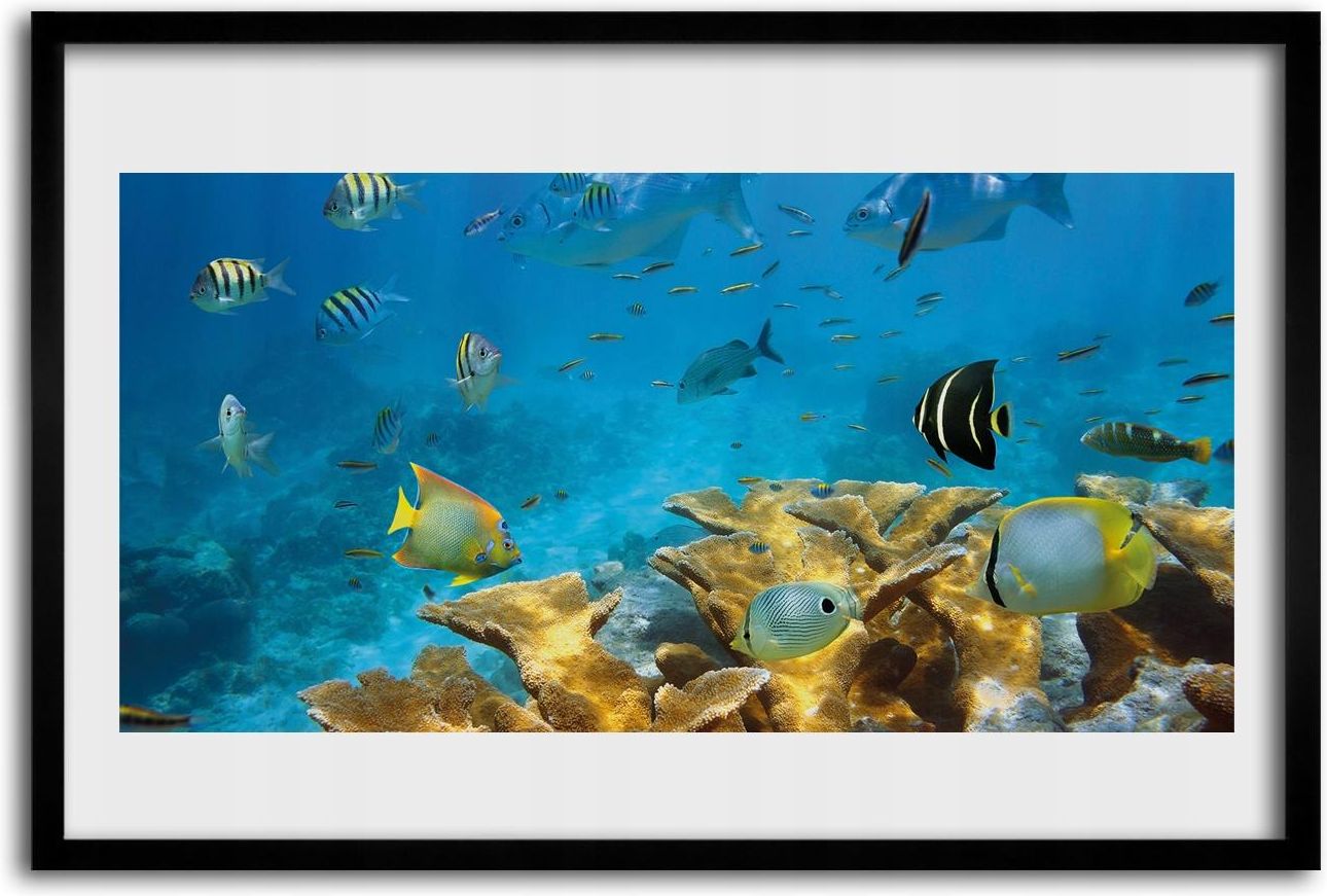 Obraz W Ramie Na Ścianę Kolorowe Ryby Rafa 30X20 b58fb353-0708-4179 ...