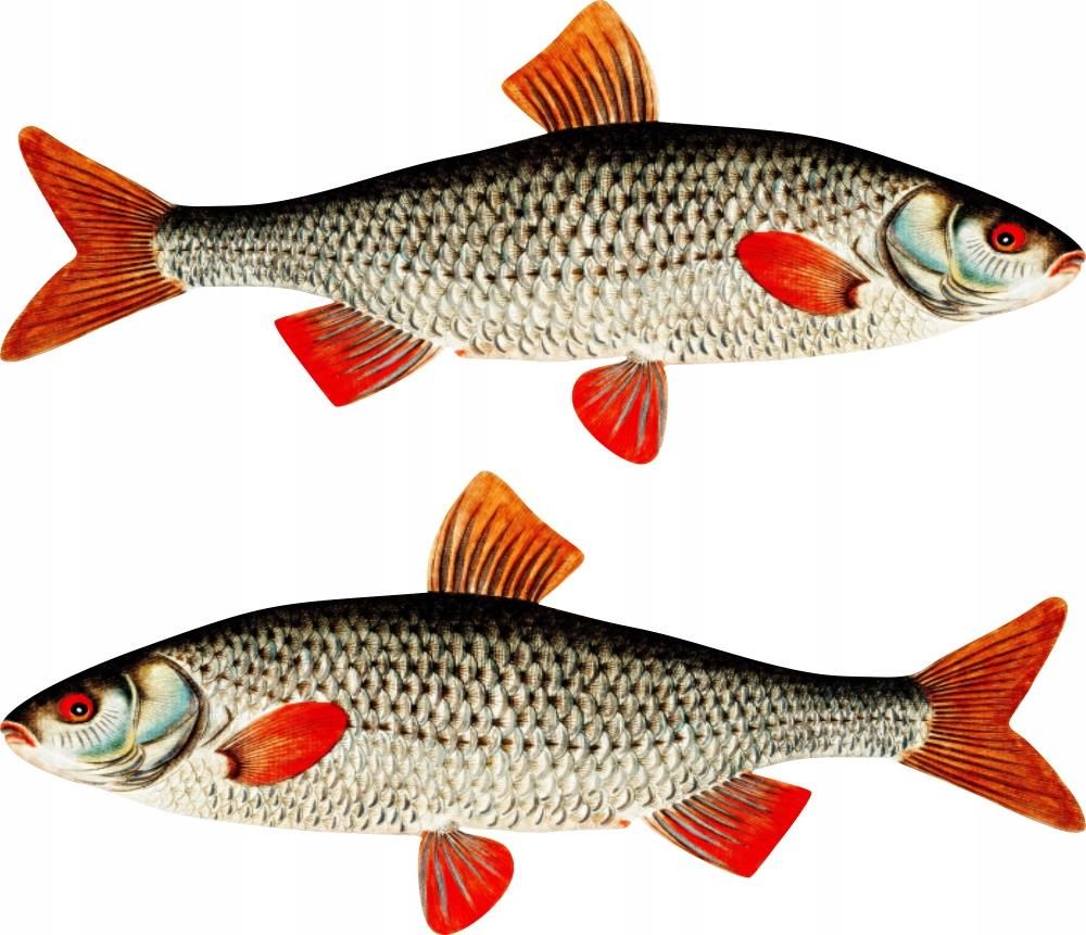 Drukant 2X Naklejka Wędkarska Płotka 50cm Auto Łódkę Ryba 1549439081 ...