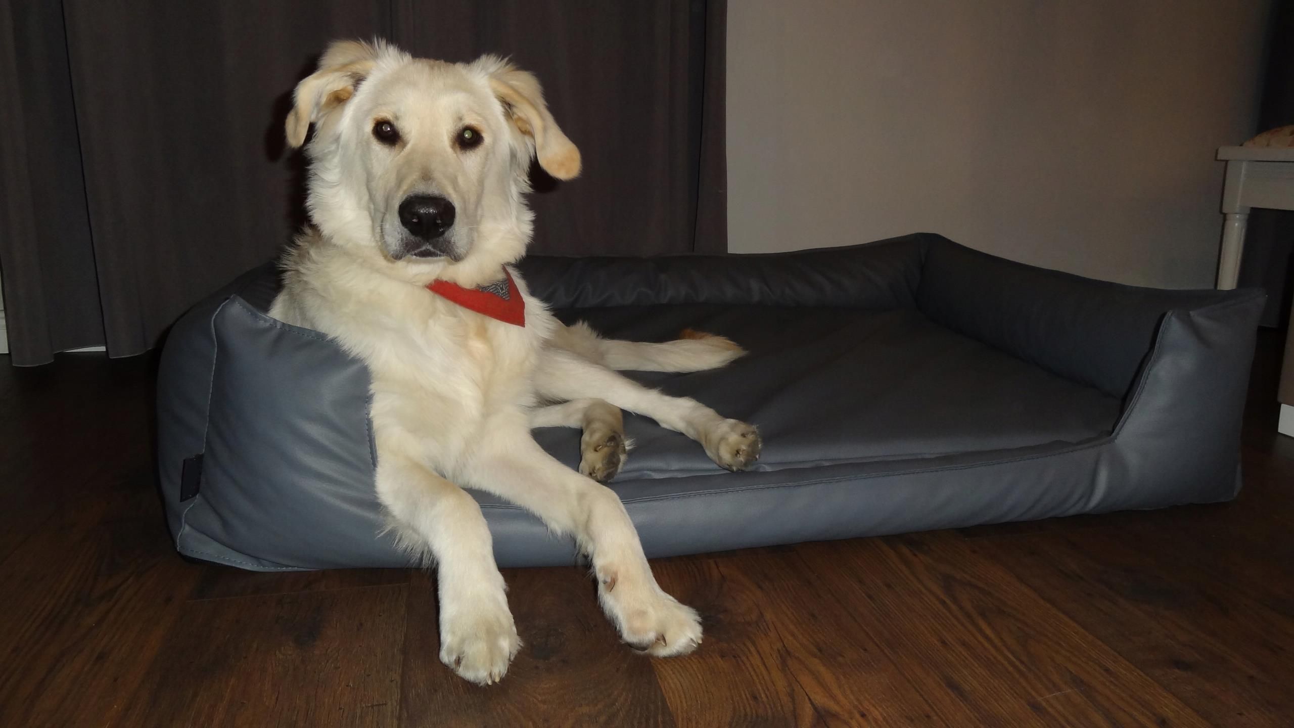 Exclusive Bed Ortopedyczne Dla Psa Xl 100X80 Labrador Max100E - Ceny i ...