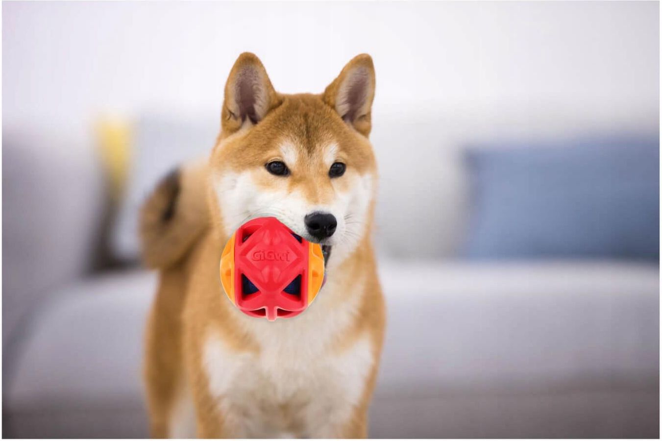 Gigwi Edge Splash Piłka Do Wody Dla Psów M 8220 - Ceny i opinie - Ceneo.pl