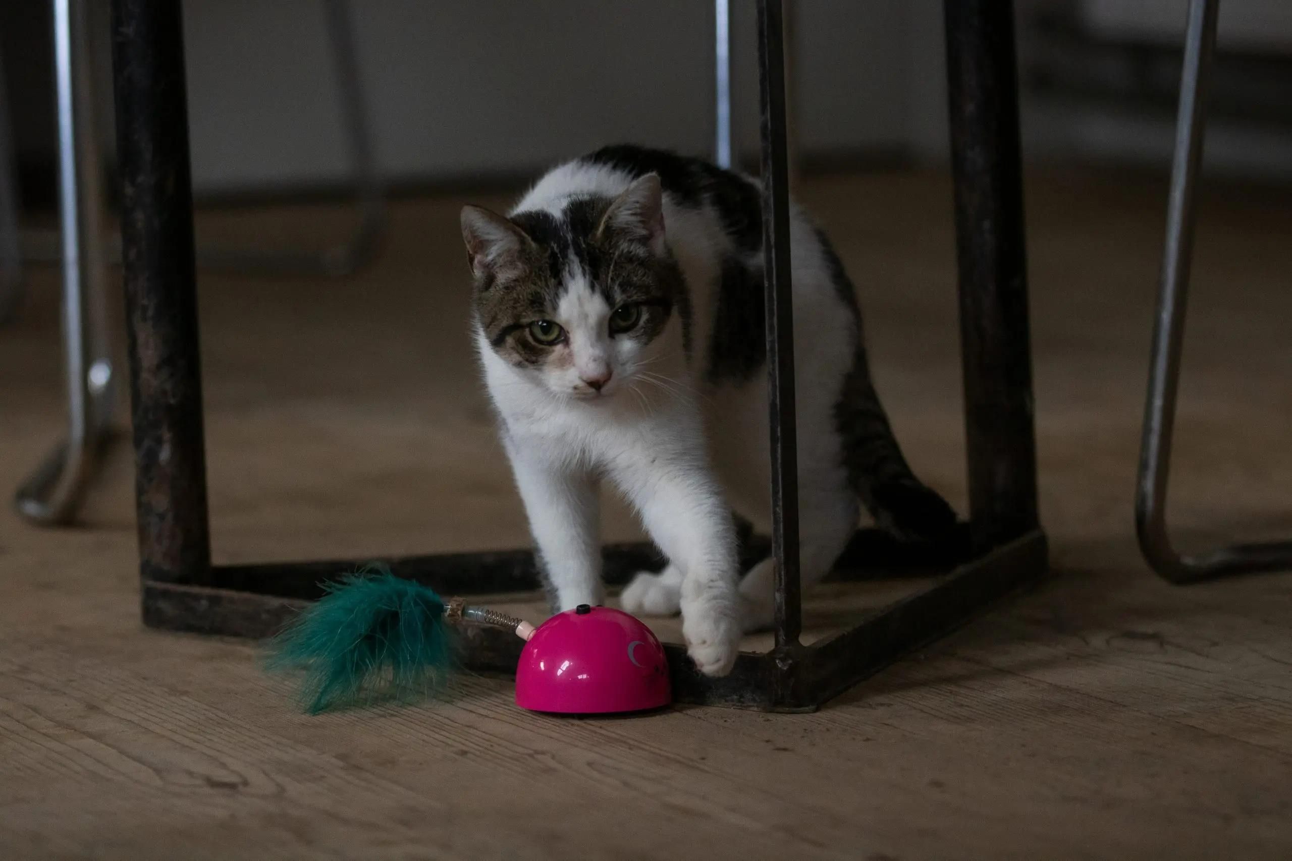 Wesolypupil Robocat Mouse Zabawka Dla Kota Mysz Szara Robo020 - Ceny i ...