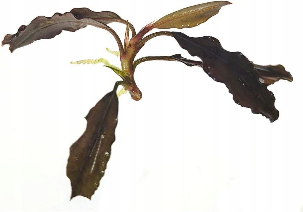 Bucephalandra Red Purple Epifit Roślina Na Korzeń A24Redpurple - Ceny i ...