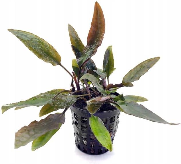 Cryptocoryna Usteriana Zwartka Karbowana Koszyk Plt1037044 - Ceny i ...