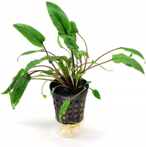 Cryptocoryna Nana Zwartka Na Pierwszy Plan Koszyk Plt1037009 - Ceny i ...