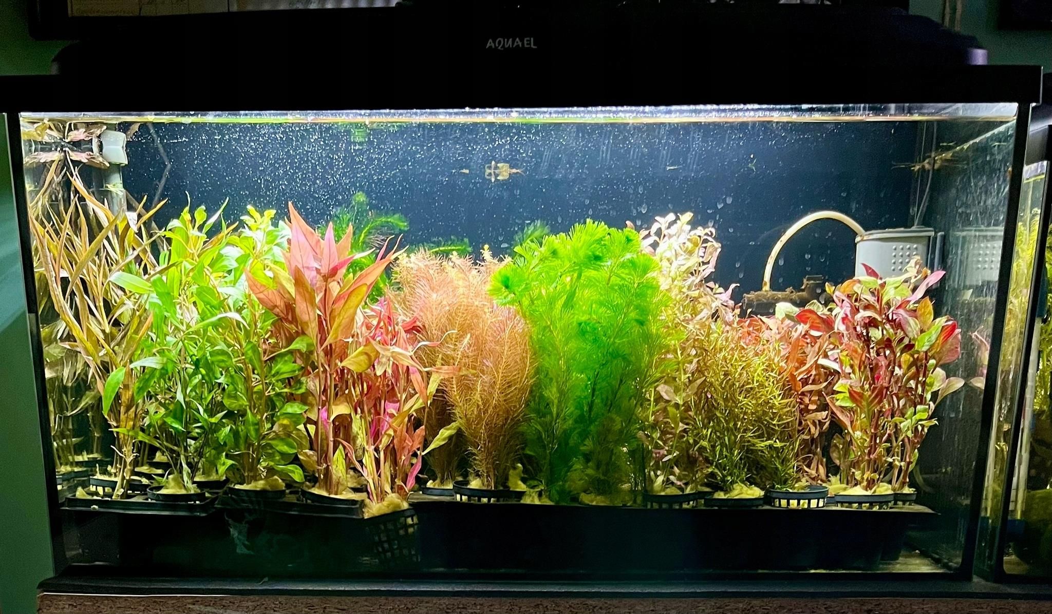 Rośliny W Koszyczkach Do Akwarium Akwariowe 5szt. - Ceny i opinie ...