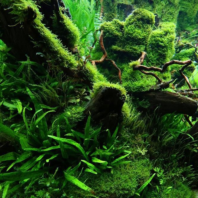 Mech Jawajski (Taxiphyllum Barbieri) (In-Vitro) Pu 003Tc - Ceny i ...