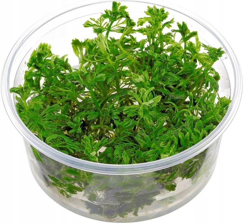 Limnophila Sessiflora Roślina In Vitro Kubek 5Cm - Ceny i opinie - Ceneo.pl