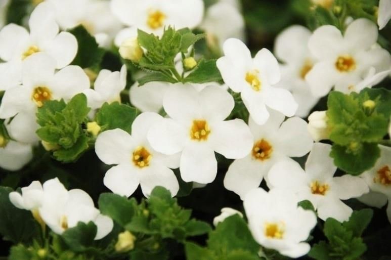 Bakopa Bacopa Biała Idealna Do Kompozycji - Ceny i opinie - Ceneo.pl