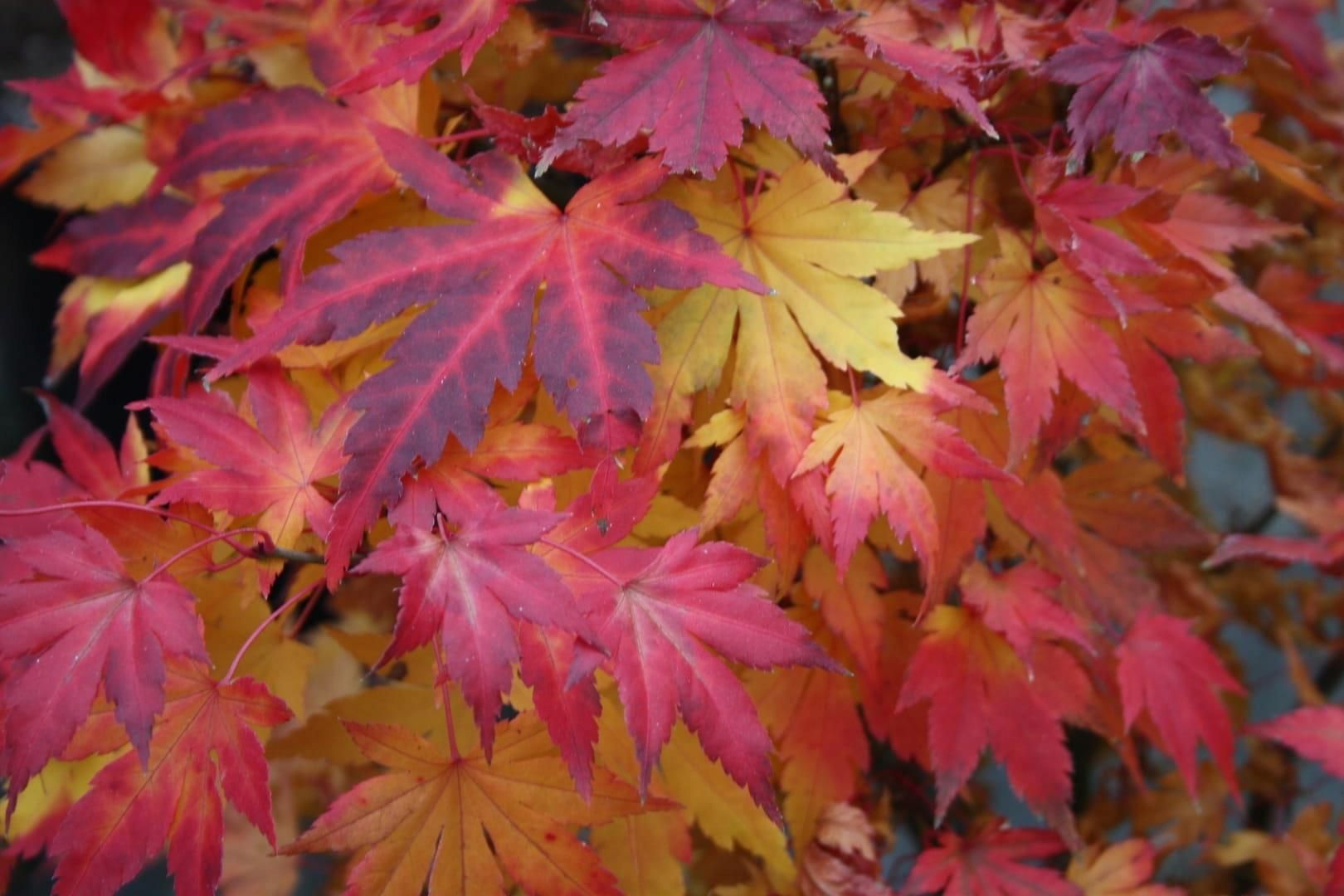 Klon Palmowy Orange Dream Pomarańczowy - Ceny i opinie - Ceneo.pl