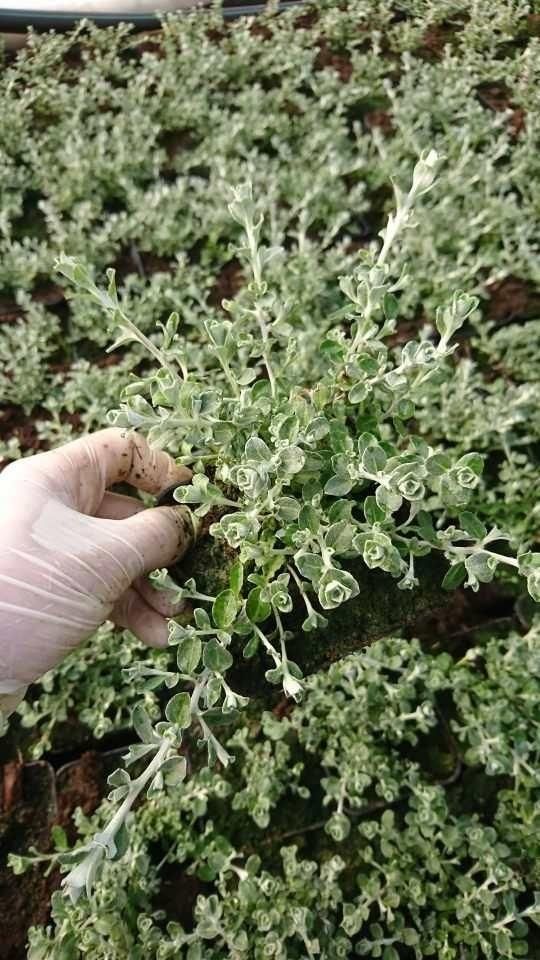 Kocanka Helichrysum Silver Mini - Ceny i opinie - Ceneo.pl