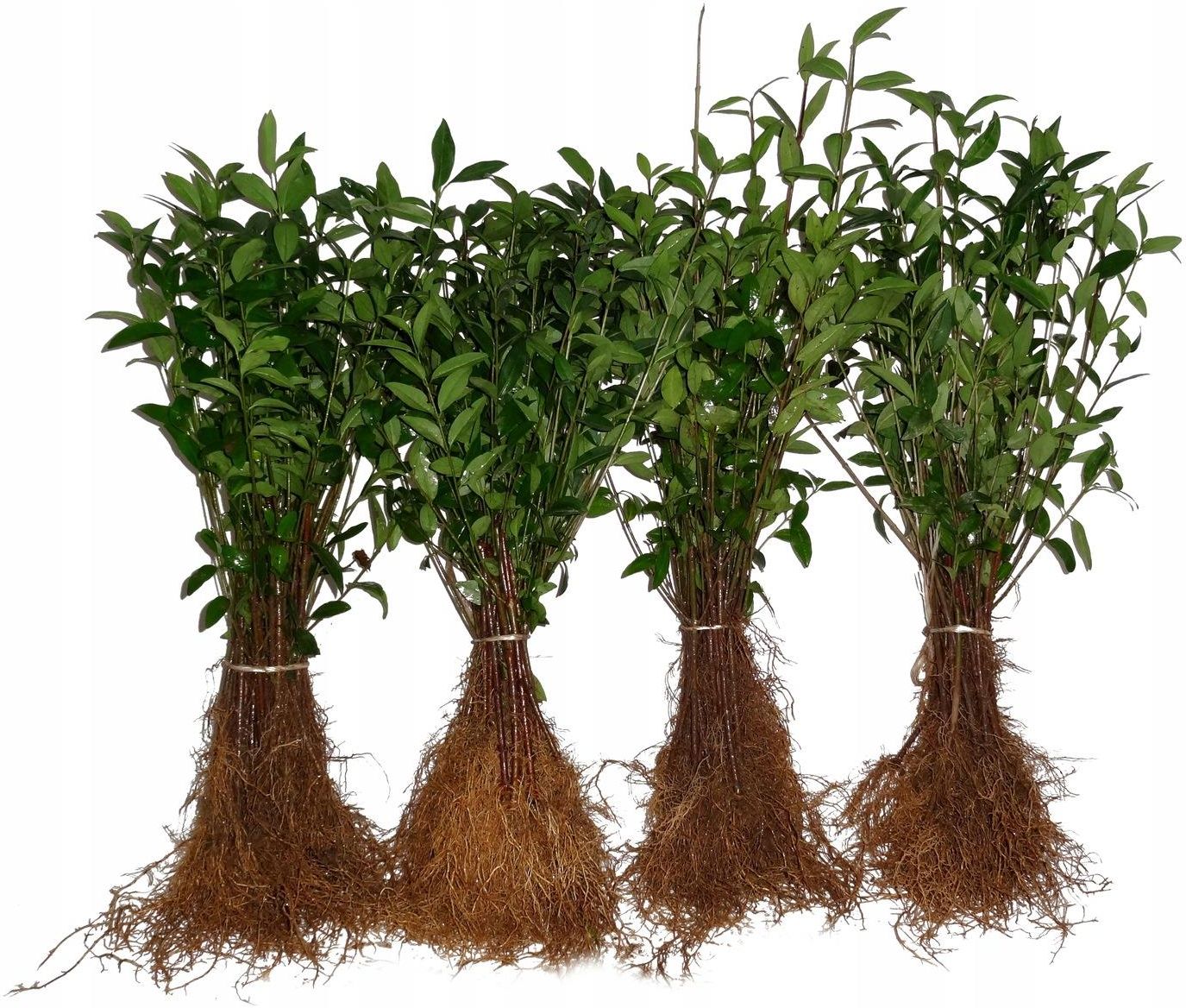 Ligustr Pospolity 20-40Cm 25szt. - Ceny i opinie - Ceneo.pl