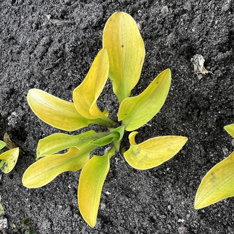 Funkia Hosta Sun Mouse Mysie Uszy Żółta Sadzonka - Ceny i opinie - Ceneo.pl
