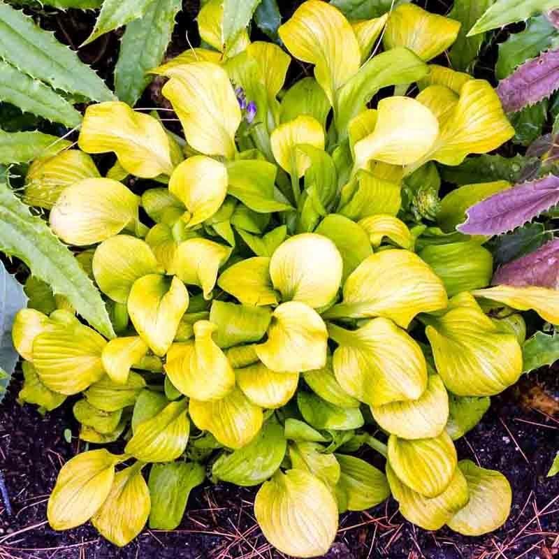 Funkia Hosta Sun Mouse Mysie Uszy Żółta Sadzonka - Ceny i opinie - Ceneo.pl