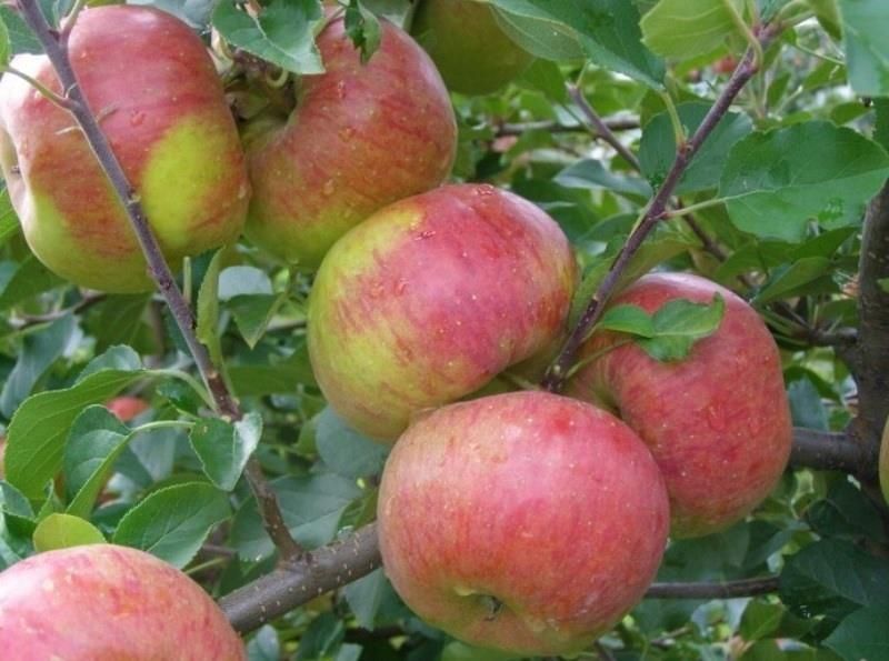 Jabłoń Topaz Słodko Kwaśne Owoce Nowa Odmiana - Ceny i opinie - Ceneo.pl