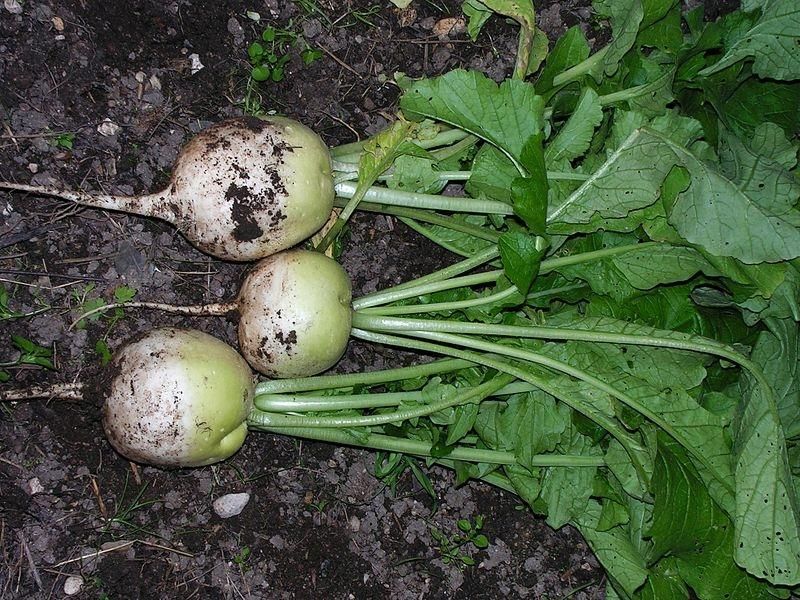 Rzodkiewka Arbuzowa Zdrowe Warzywo Z Azji Nasiona - Ceny i opinie ...