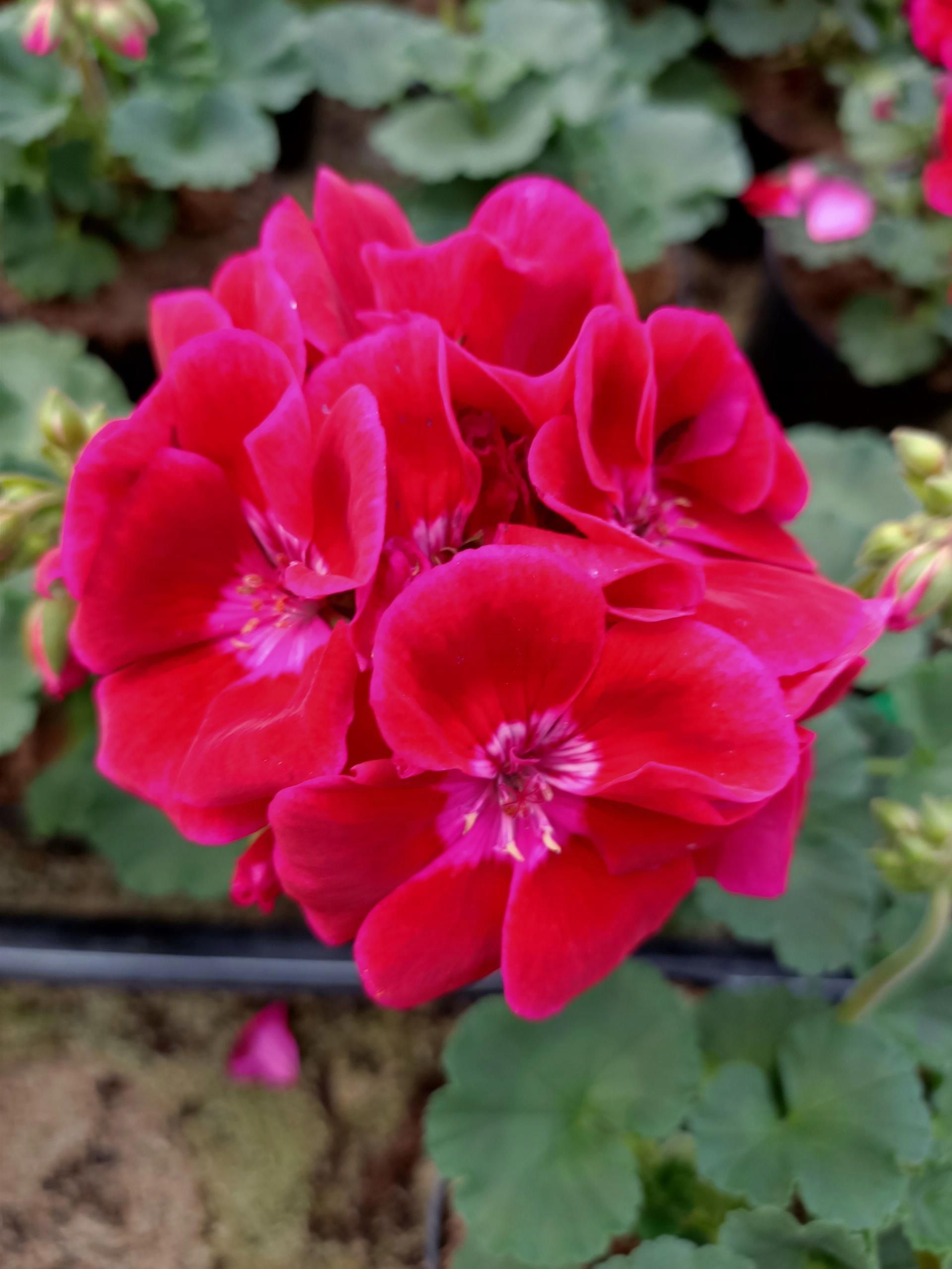 Pelargonia Rabatowa Rouby Lee Ogromna - Ceny i opinie - Ceneo.pl