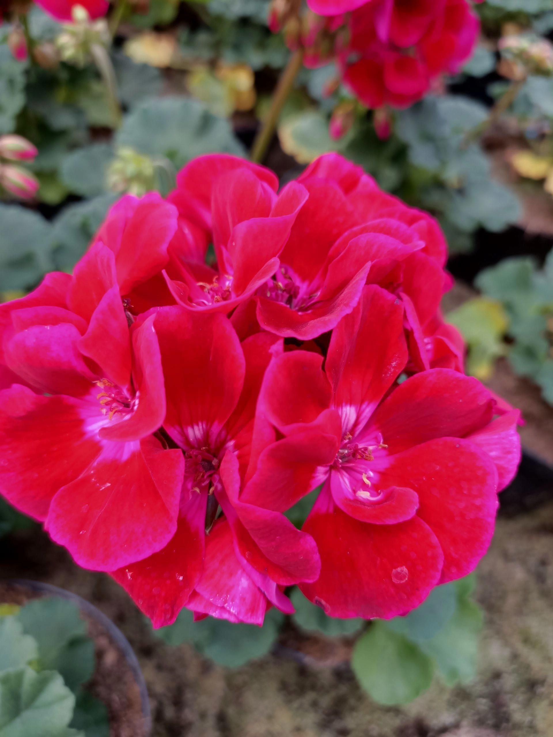 Pelargonia Rabatowa Rouby Lee Ogromna - Ceny i opinie - Ceneo.pl