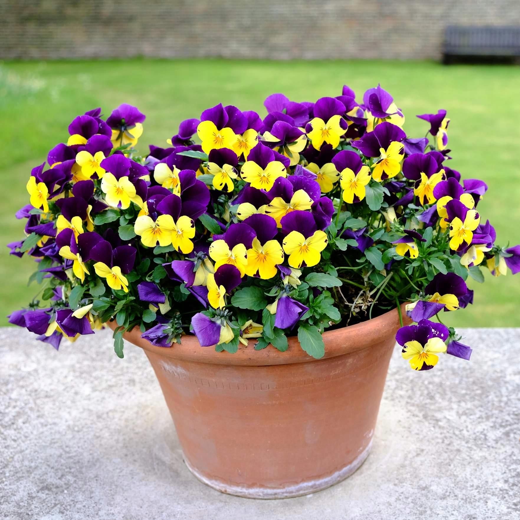 Bratek Miniaturowy Duża Misa Niesamowity Dwukolor - Ceny i opinie ...