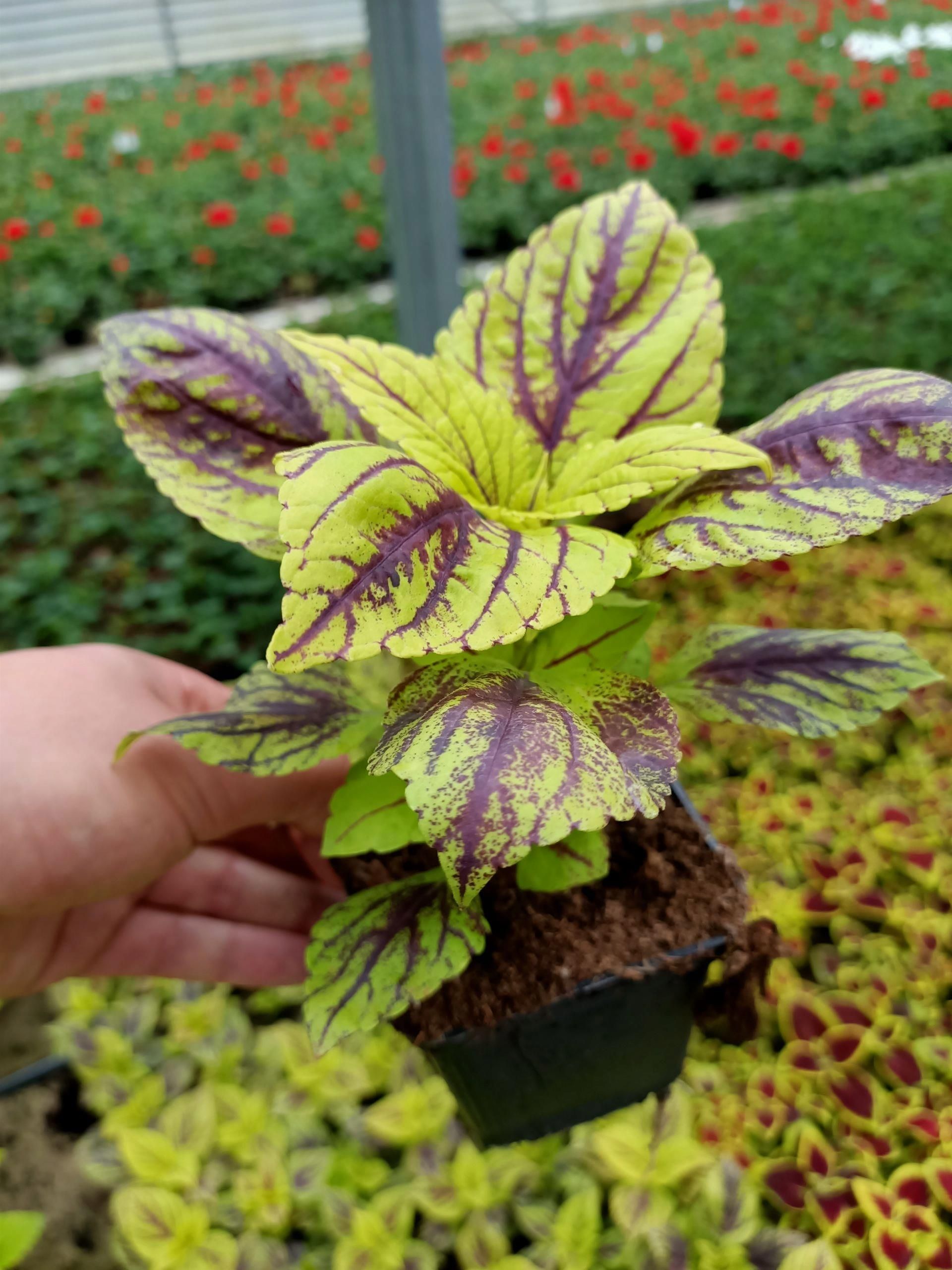 Koleus Coleus Zielony Z Prążkiem Caipirinha - Ceny i opinie - Ceneo.pl