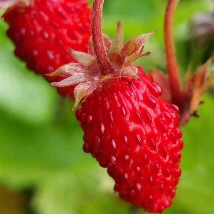 Poziomka Mieszanka Odmian I Kolorów Nasiona - Ceny i opinie - Ceneo.pl