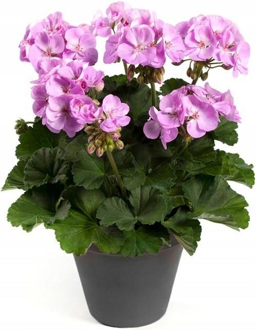 Pelargonia Rabatowa Greta Jasny Fiolet P9 - Ceny i opinie - Ceneo.pl