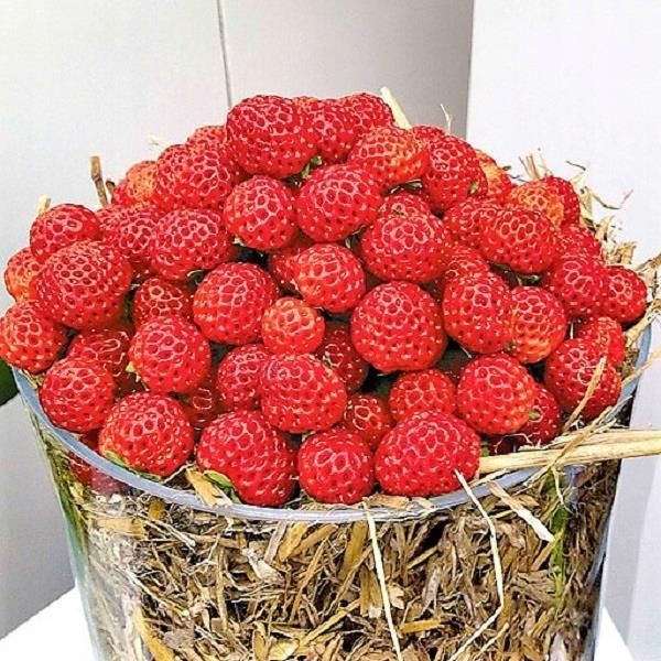 Truskawka Sadzonki Malinowa Framberry Słodka 10szt. - Ceny i opinie ...