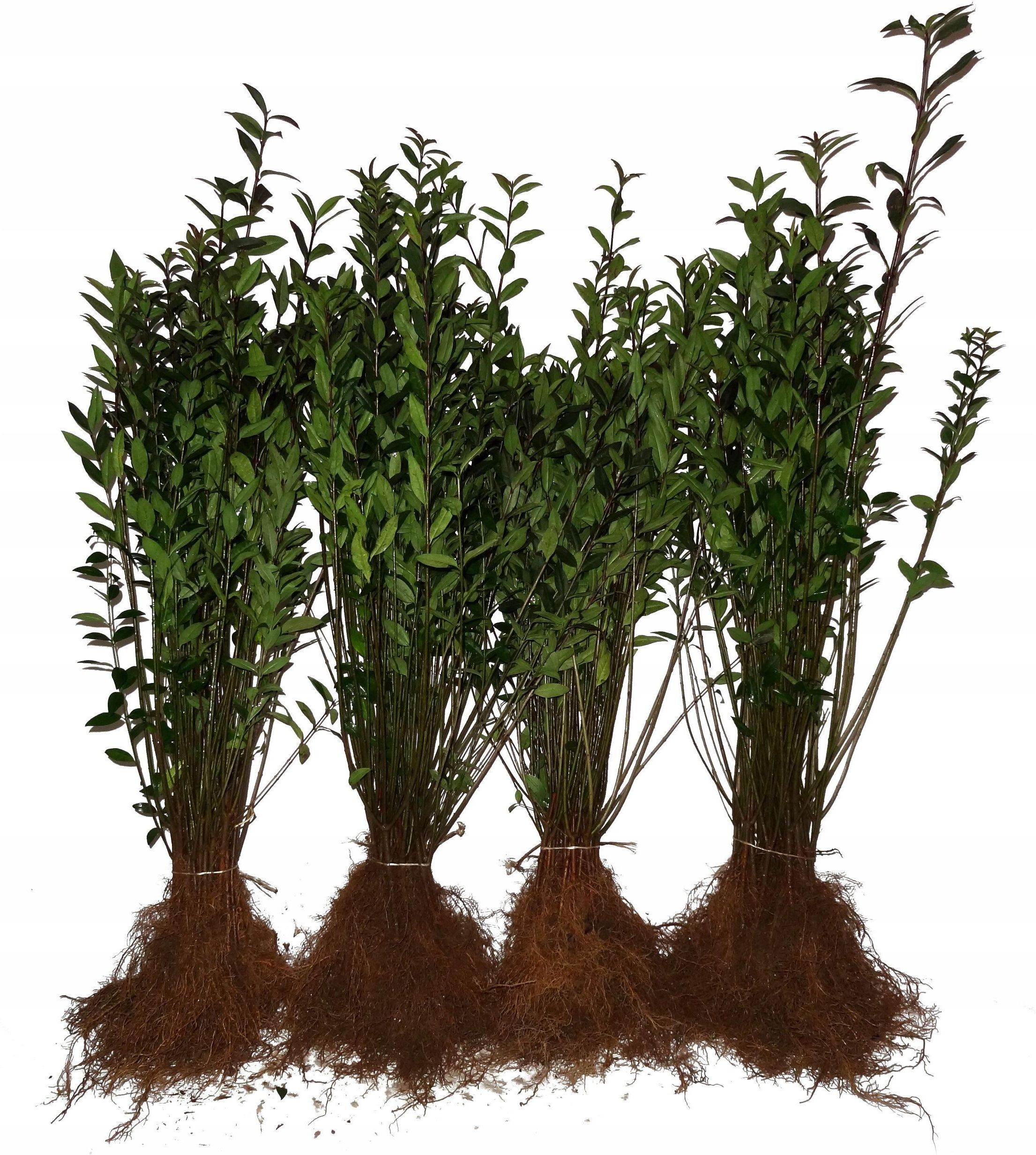 Ligustr Pospolity 60-80cm 10 Szt. - Ceny i opinie - Ceneo.pl