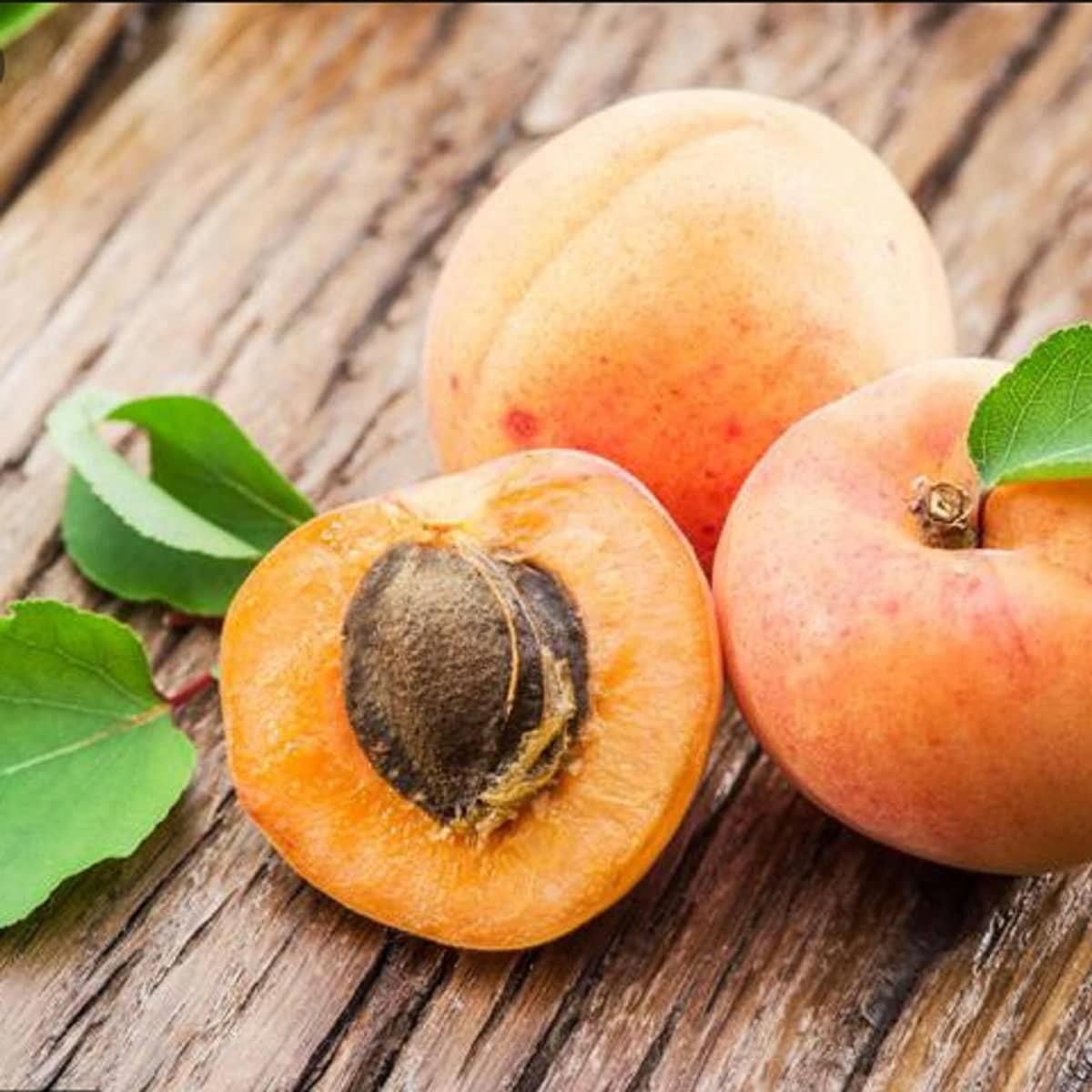 Morela Karola Samopłodna Obfite Plony Sadzonka - Ceny i opinie - Ceneo.pl