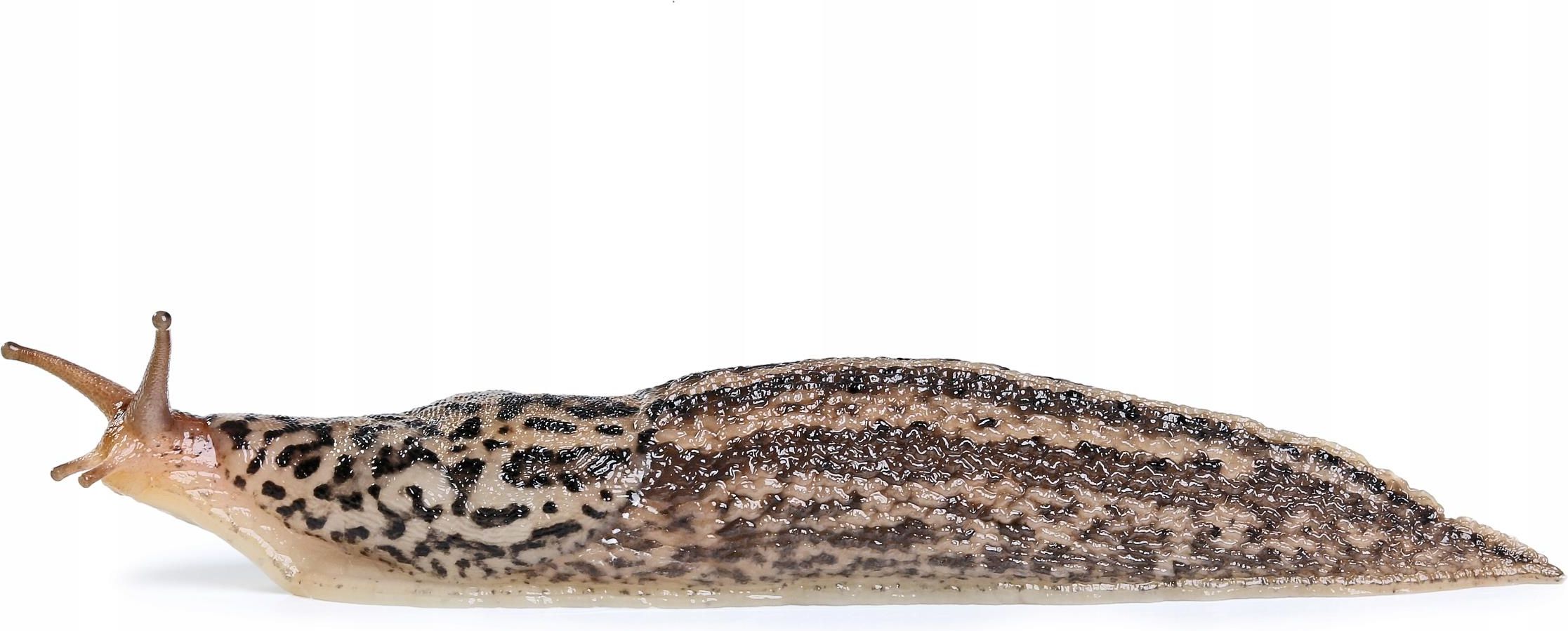 Lima Oro 5 Gb Na Ślimaki, Niebieskie Granulki 1kg - Ceny i opinie ...