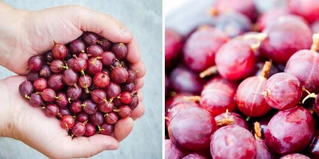 Agrest Bezkolcowy Spine Free Odporny Na Pniu - Ceny i opinie - Ceneo.pl