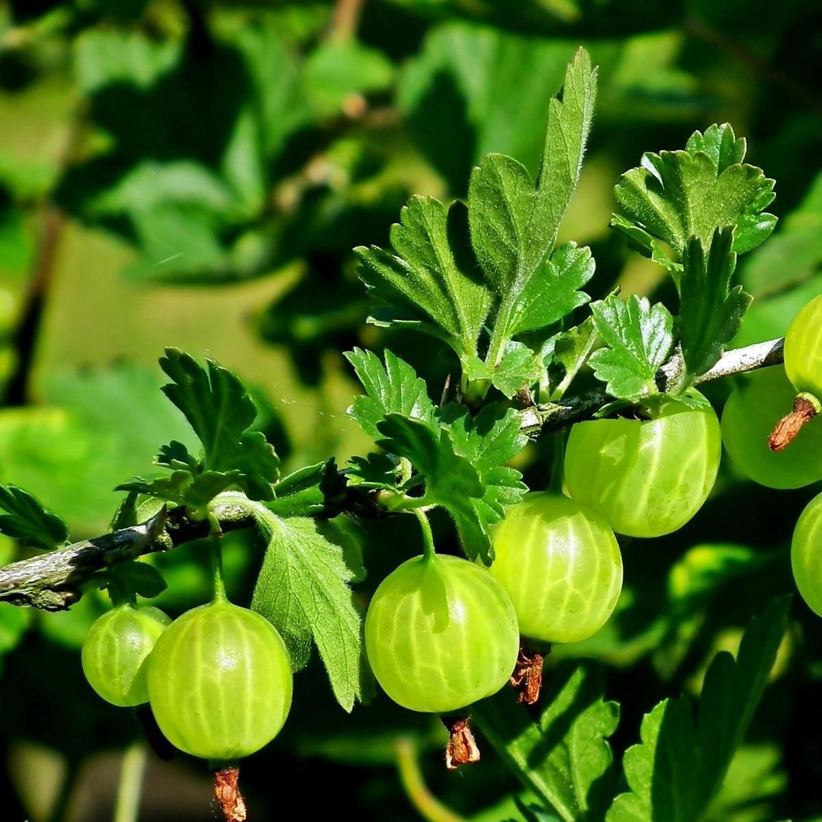 Agrest Biały Invicta Na Pniu - Ceny i opinie - Ceneo.pl