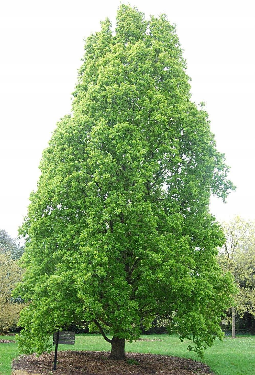 Dąb Szypułkowy Symbol Dostojeństwa, Sadzonki Dębu - Ceny i opinie ...
