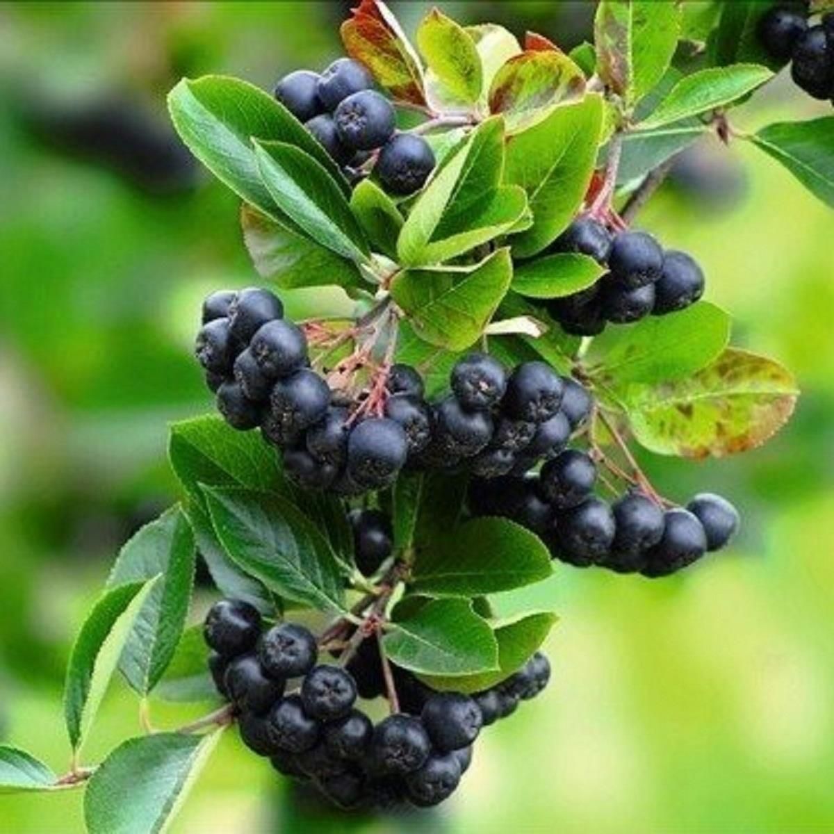 Aronia Czarna Czarnoowocowa Viking W Doniczce - Ceny i opinie - Ceneo.pl