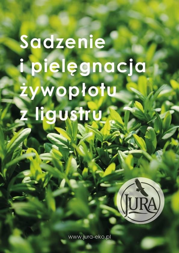 Ligustr Pospolity 20-40cm 100 Szt. - Ceny i opinie - Ceneo.pl