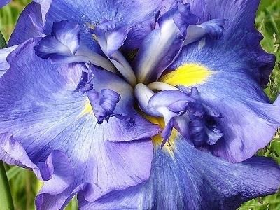 Irys Japoński Angel Mountain 1szt. - Ceny i opinie - Ceneo.pl