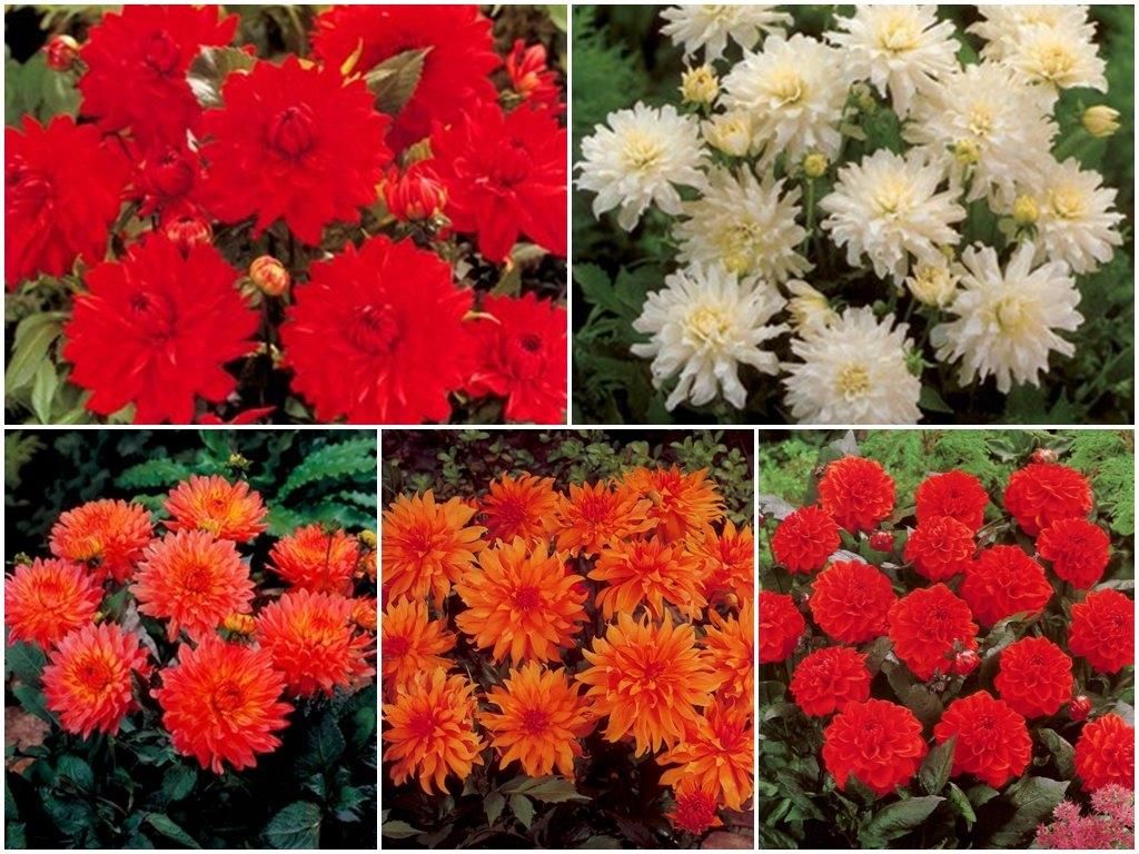 Zestaw Dalie Border Niskie Dalia Niska Bulwa 5szt. - Ceny i opinie ...