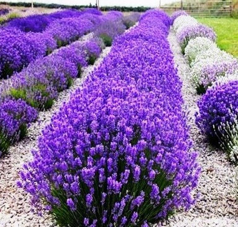 Lawenda Zapach Prowansji Cudowna Sadzonki 3szt. - Ceny i opinie - Ceneo.pl