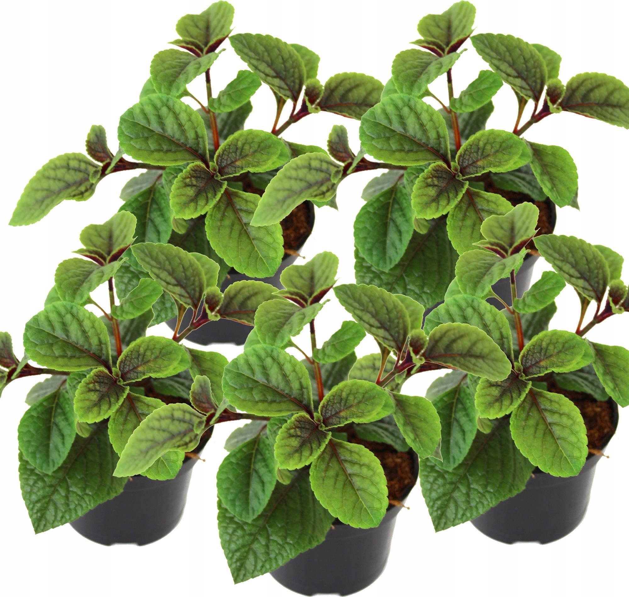 Niko Plektrantus Zestaw Komarzyca Na Insekty 5x - Ceny i opinie - Ceneo.pl