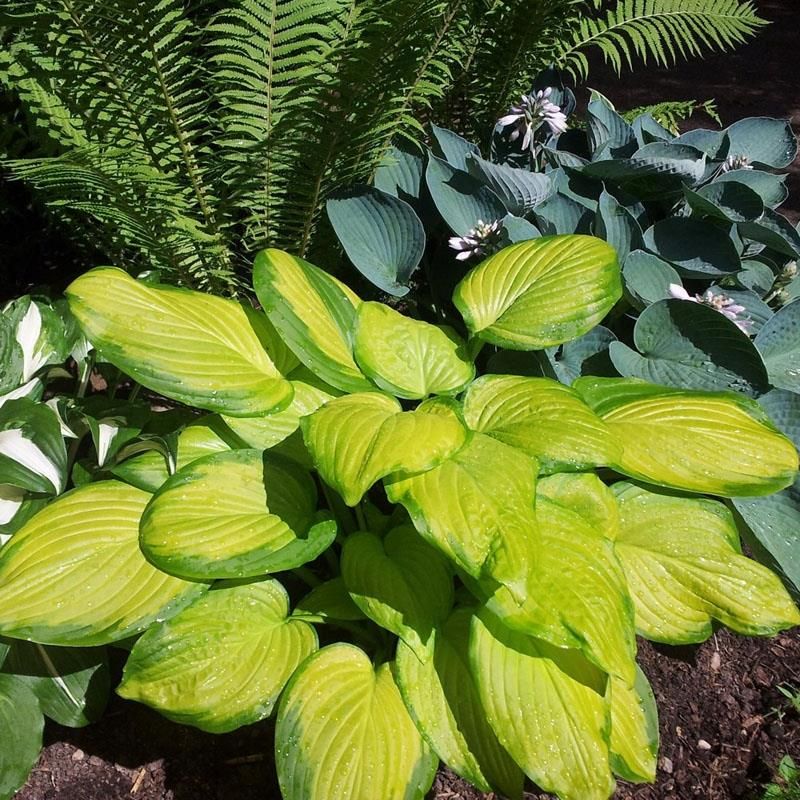 Funkia Hosta Stained Glass Żóła Dwukolorowa - Ceny i opinie - Ceneo.pl