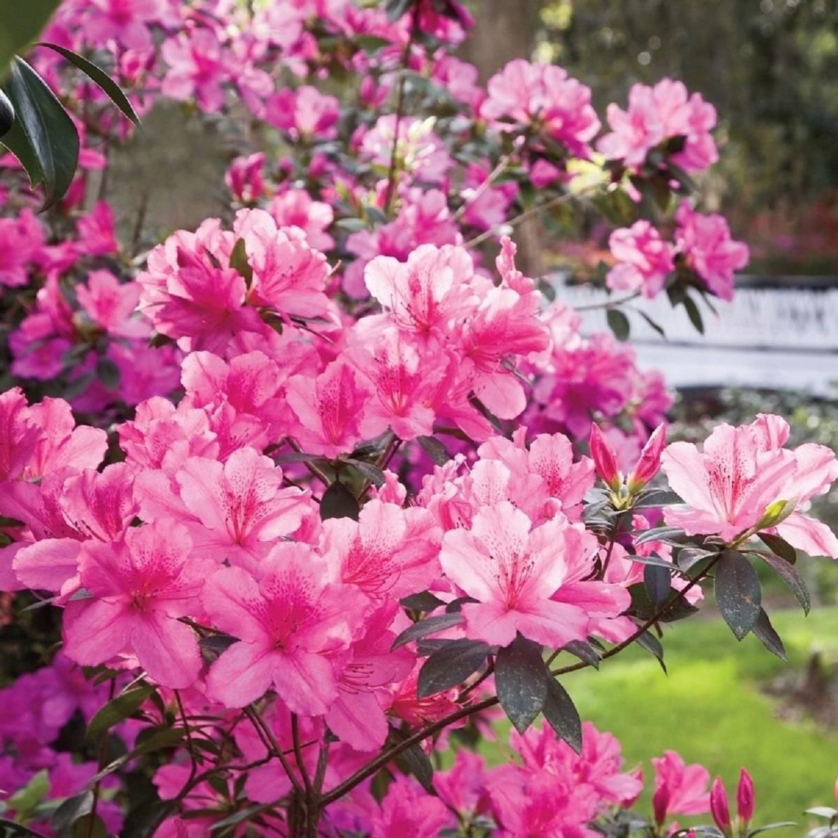 Azalia Japońska Ledikanense - Ceny i opinie - Ceneo.pl