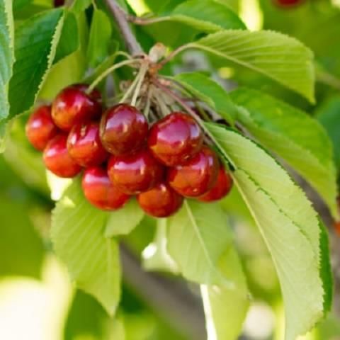 Wiśnia Kelleris 16 Drzewko Owocowe Sadzonka - Ceny i opinie - Ceneo.pl