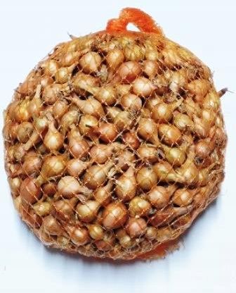 Cebula Dymka Siewka Wolska Kal.Ii 10-15mm 1Kg - Ceny i opinie - Ceneo.pl