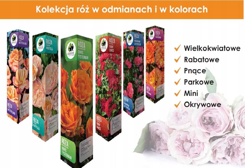 Róża Wielkokwiatowa Doris Tysterman Pomarańczowa 1 - Ceny i opinie ...