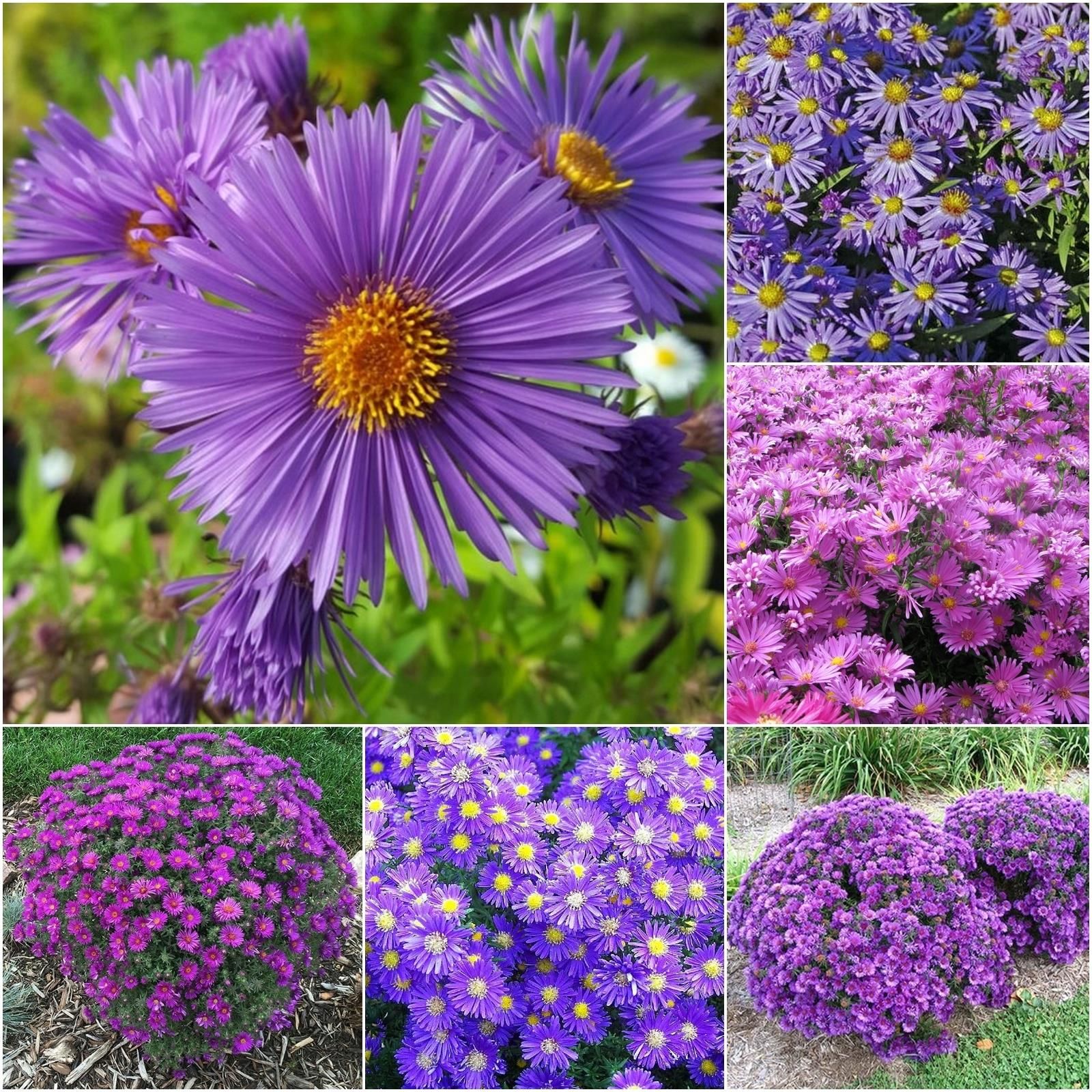 Astry Wieloletnie Mieszanka Gatunków Bylin Nasiona - Ceny i opinie ...