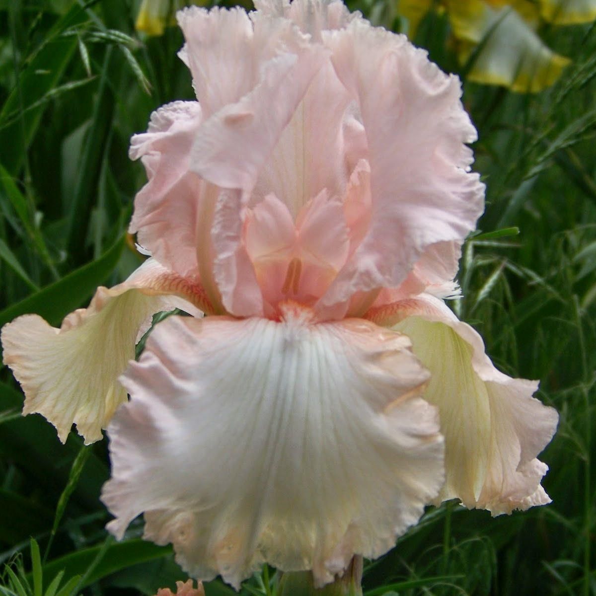 Irys Bródkowy Germanica Różowy 1szt. - Ceny i opinie - Ceneo.pl