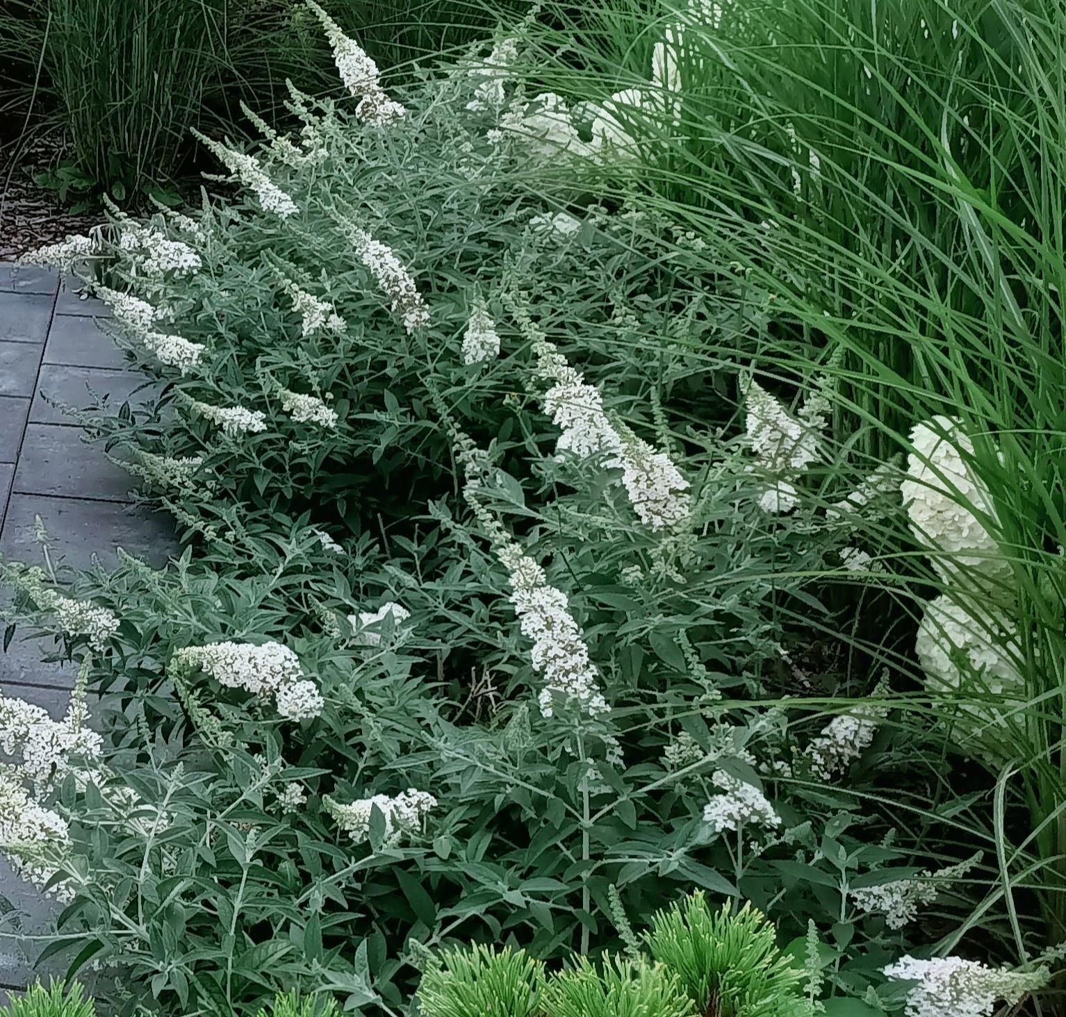 Budleja Dawida White Profussion Sadzonka P9 - Ceny i opinie - Ceneo.pl