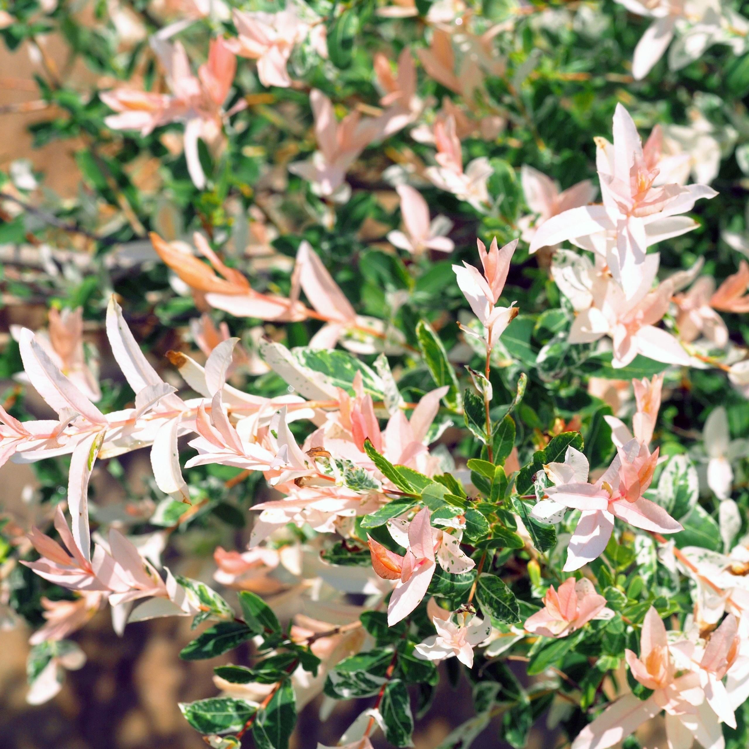 Wierzba Całolistna Hakuro Nishiki 3L Pienna - Ceny i opinie - Ceneo.pl